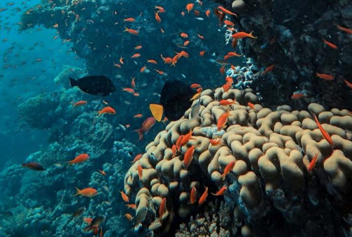 Les grands fonds marins – Quels choix stratégiques pour l’avenir de l ...