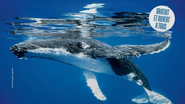 Pour tout savoir sur La Baleine, l’espace grand public de l’UNOC3 ...